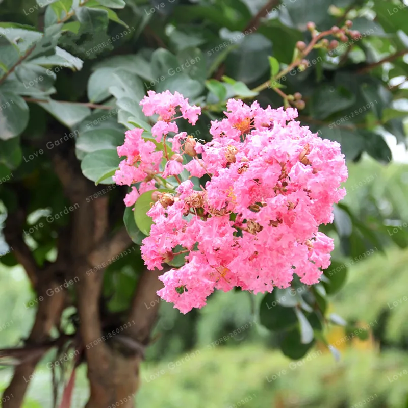 100 Pcs Lagerstroemia Indica Bonsai Beatuiful Lagerstroemia Flowers ...