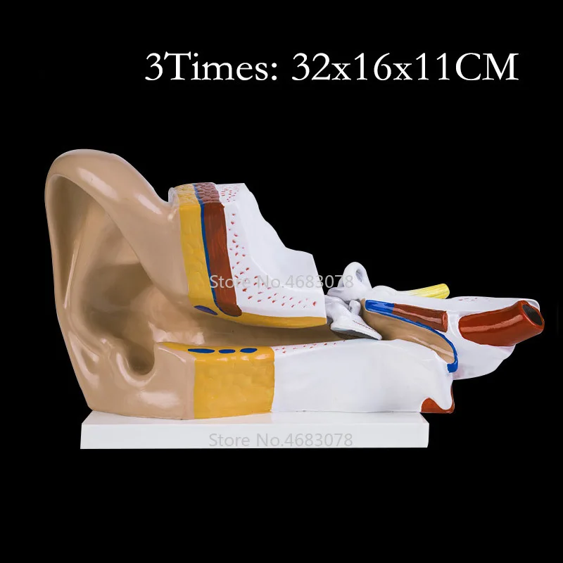 3-Times-Human-Ear-Anatomy-Model-Showing-Organs-structure-of-the-Central ...