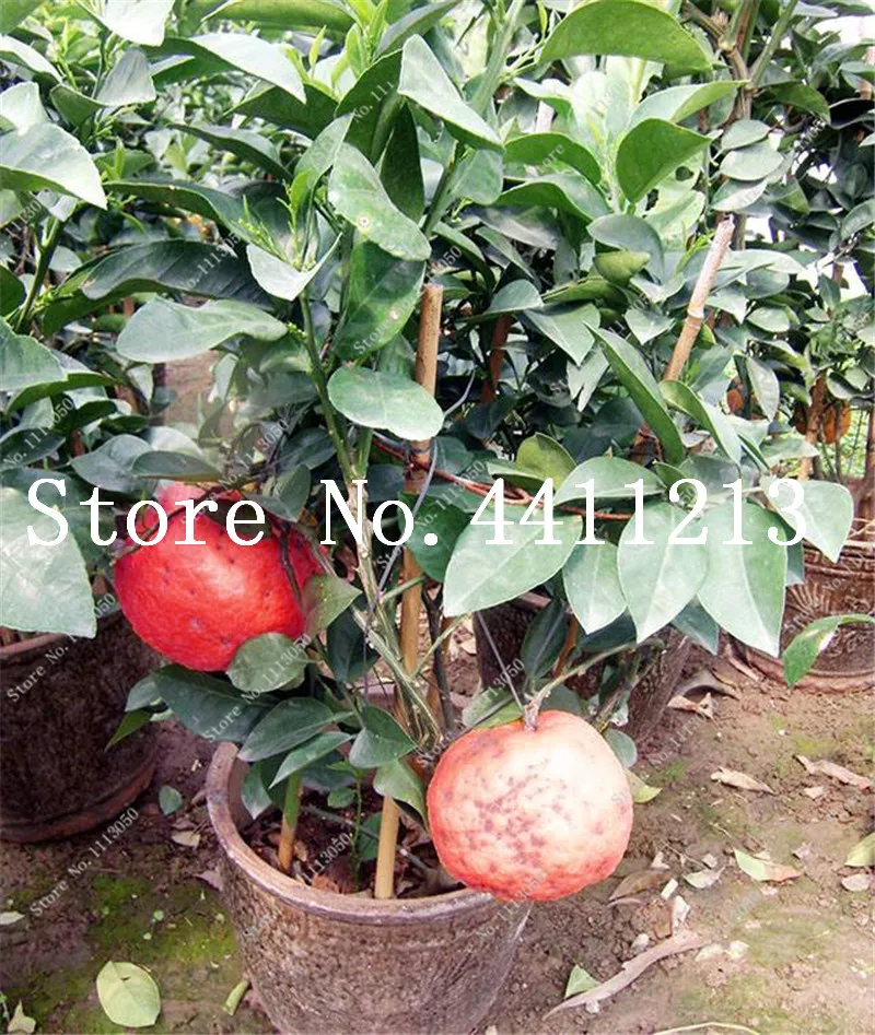15pcs Red Lemon Tree Also Blood Orange Organic Fruit Bonsai High ...