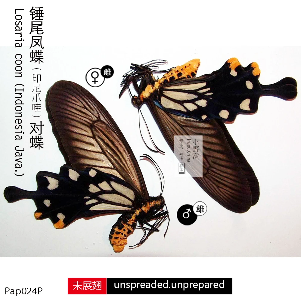 Losaria coon paar Indonesië Java. onvoorbereid en unmounted vlinder