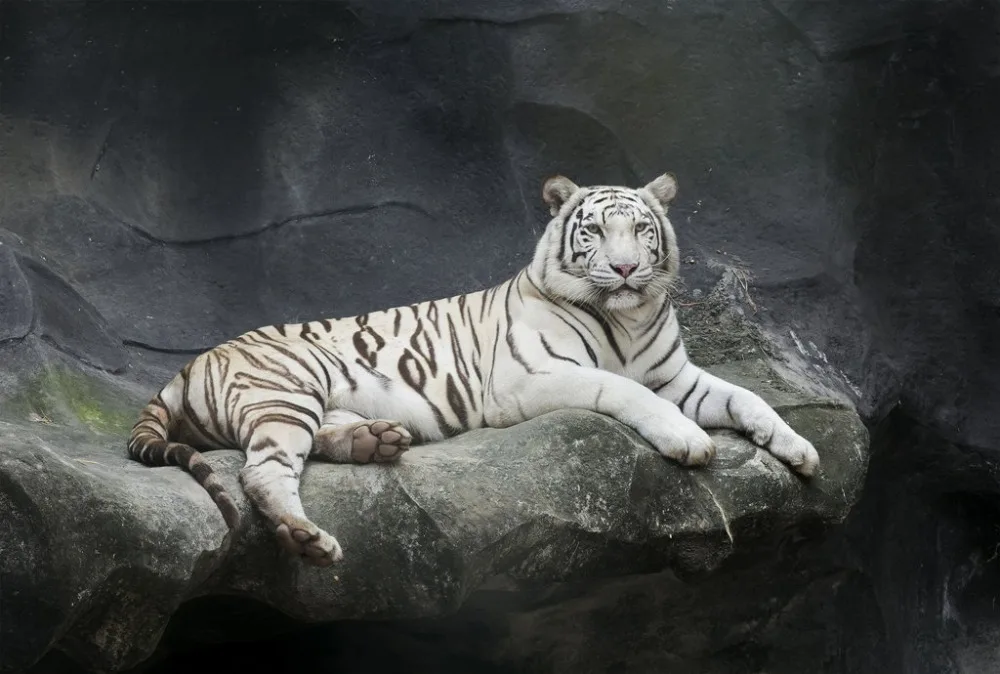 Black And White Tiger Wallpaper