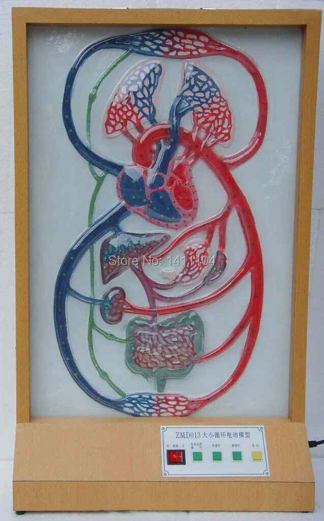 Freeship Major Cycle And Minor-cycle Of Blood Circulation Electric ...