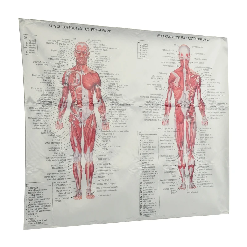 Muscle System Posters Silk Cloth Anatomy Chart Human Body Medical ...