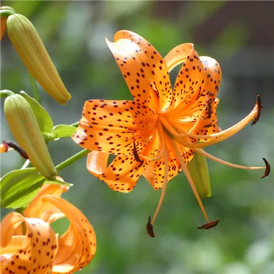 Rare Multi-Color Lily Flower Seeds 100pcs/pack – GreenSeedGarden