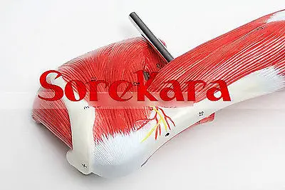 1:1 Human Anatomical Upper Limb Arm Muscle Dissection Medical Teach ...
