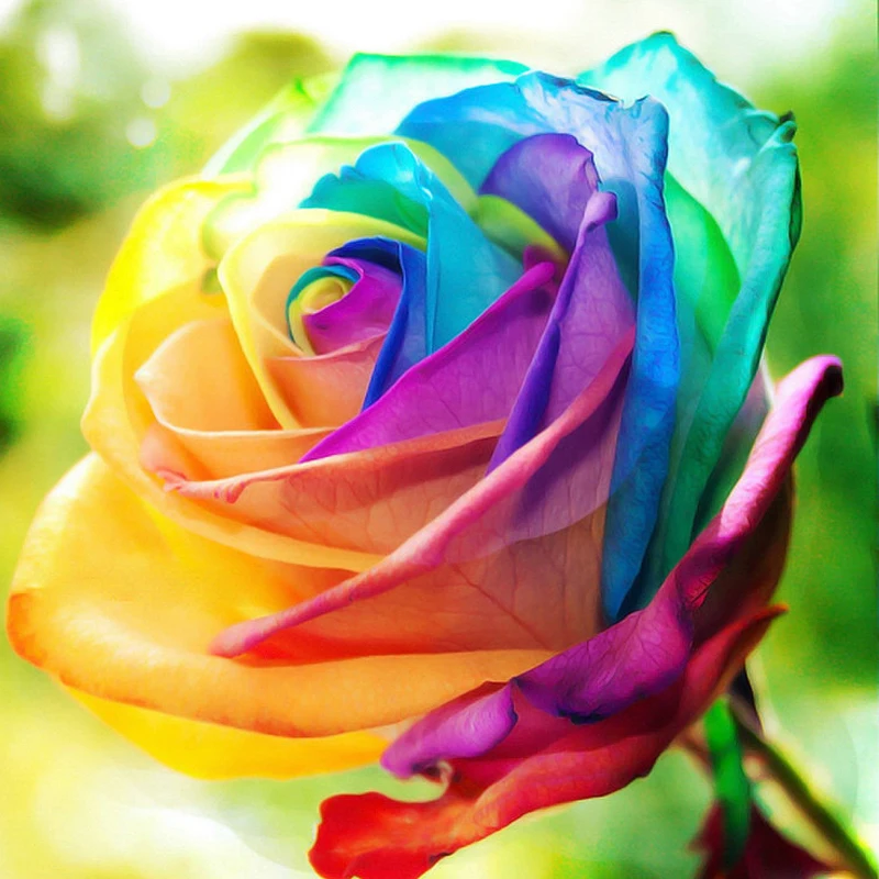 100pcs Holland Rainbow Rose Bonsai Plants Colorful Flower Home Garden ...