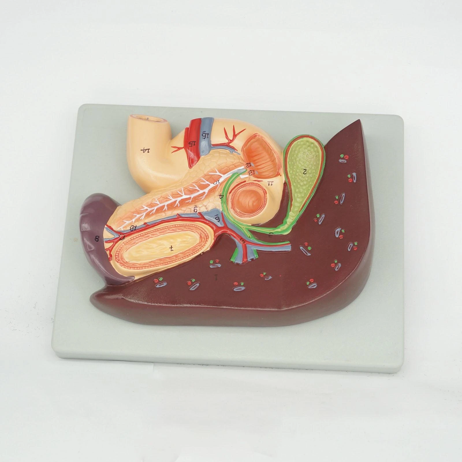 PVC Cameo Type Human Liver and Duodenum Anatomy Model Medical Teaching ...