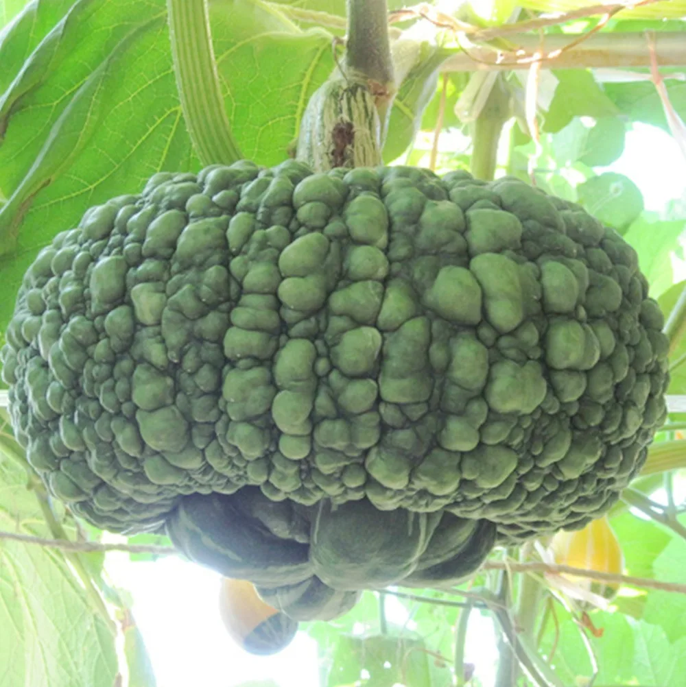 Strange Vegetable Seeds