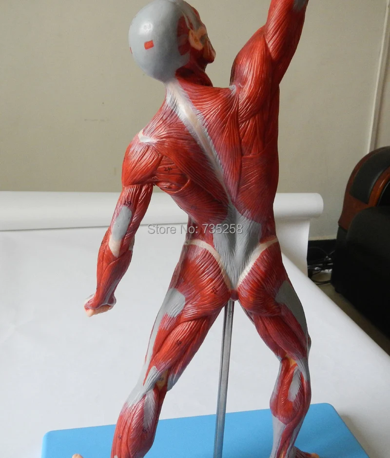 34+ Anatomie Menselijk Lichaam Man