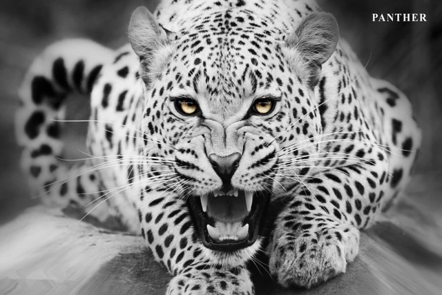 White Cheetah Wallpaper