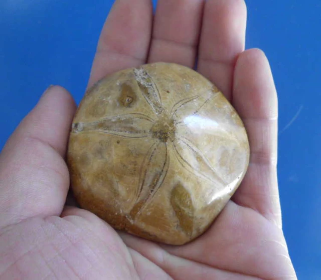Fossilized Sand Dollar Stones