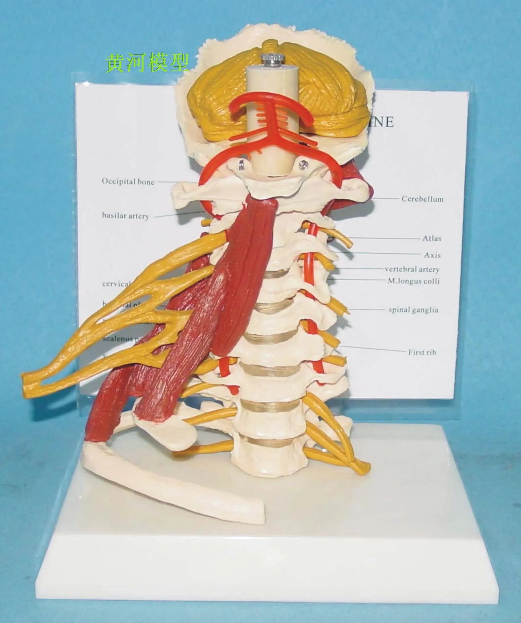 Human-cervical-spine-with-muscular-nerve-model-skeleton-model-Cervical ...