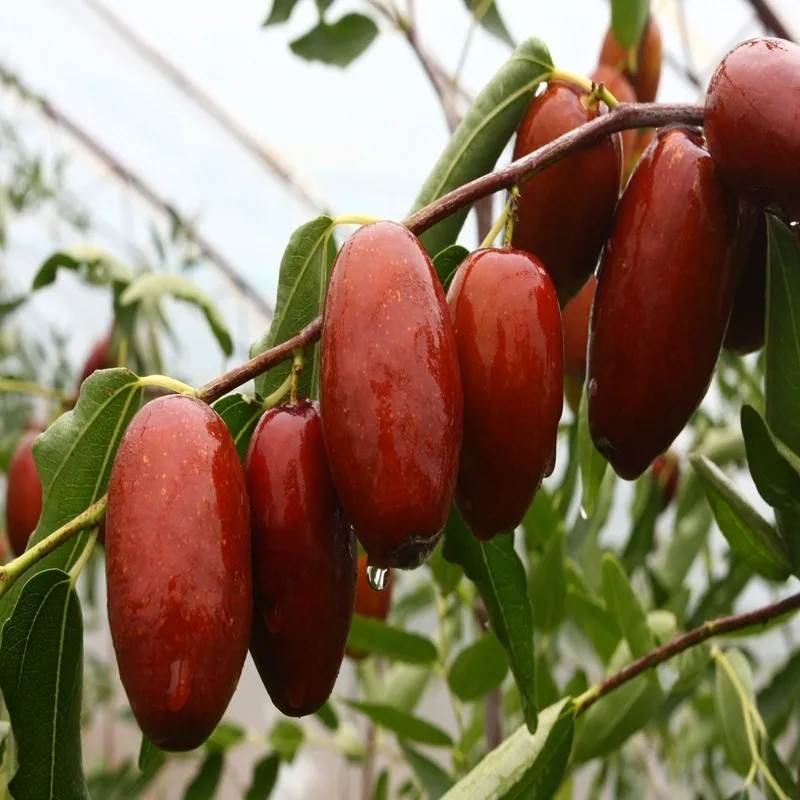 Ziziphus