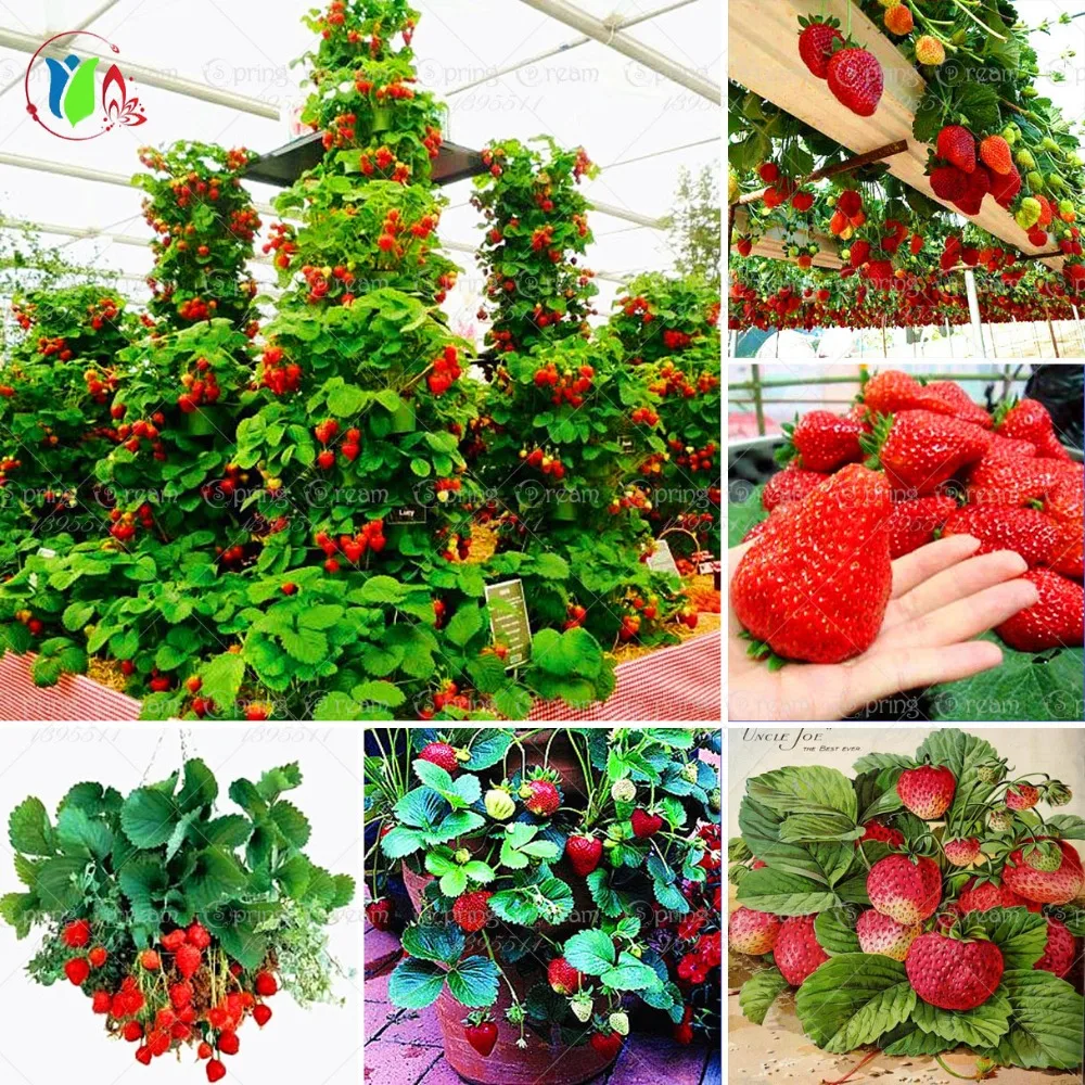 Giant Strawberry Plants