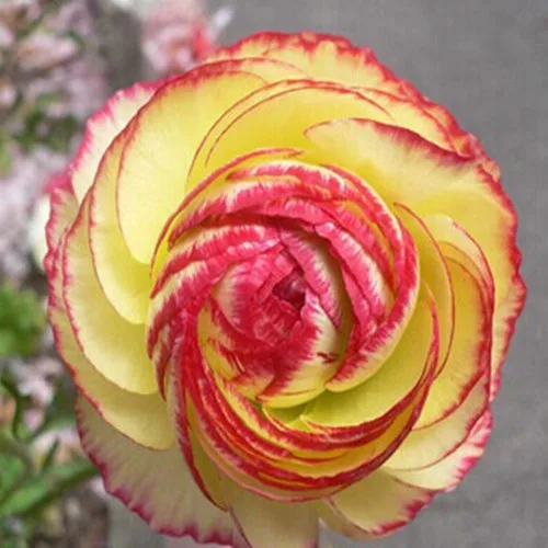 Multi-Color Ranunculus Asiaticus Flower Seeds, 100pcs/pack ...