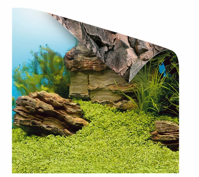 Freshwater Fish Tank Background