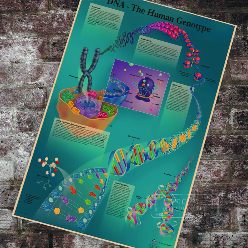 Anatomy Pathology Anatomical DNA The Human Genotype Chart Classic ...