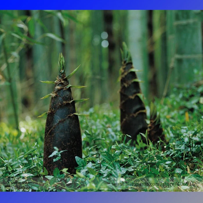 Online Buy Wholesale bamboo shoot from China bamboo shoot Wholesalers ...