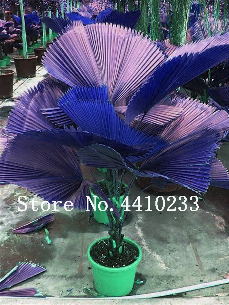 50 Pcs Japan Tail Palm Tree Bonsai Cycas Indoor Drawf Sago Palm Tree ...