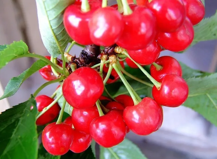 Bibit Pohon Ceri