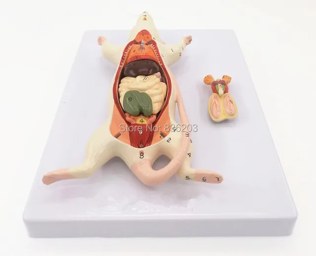 Modelo de disección de rata 6 parte numerada tamaño de la vida modelo ...