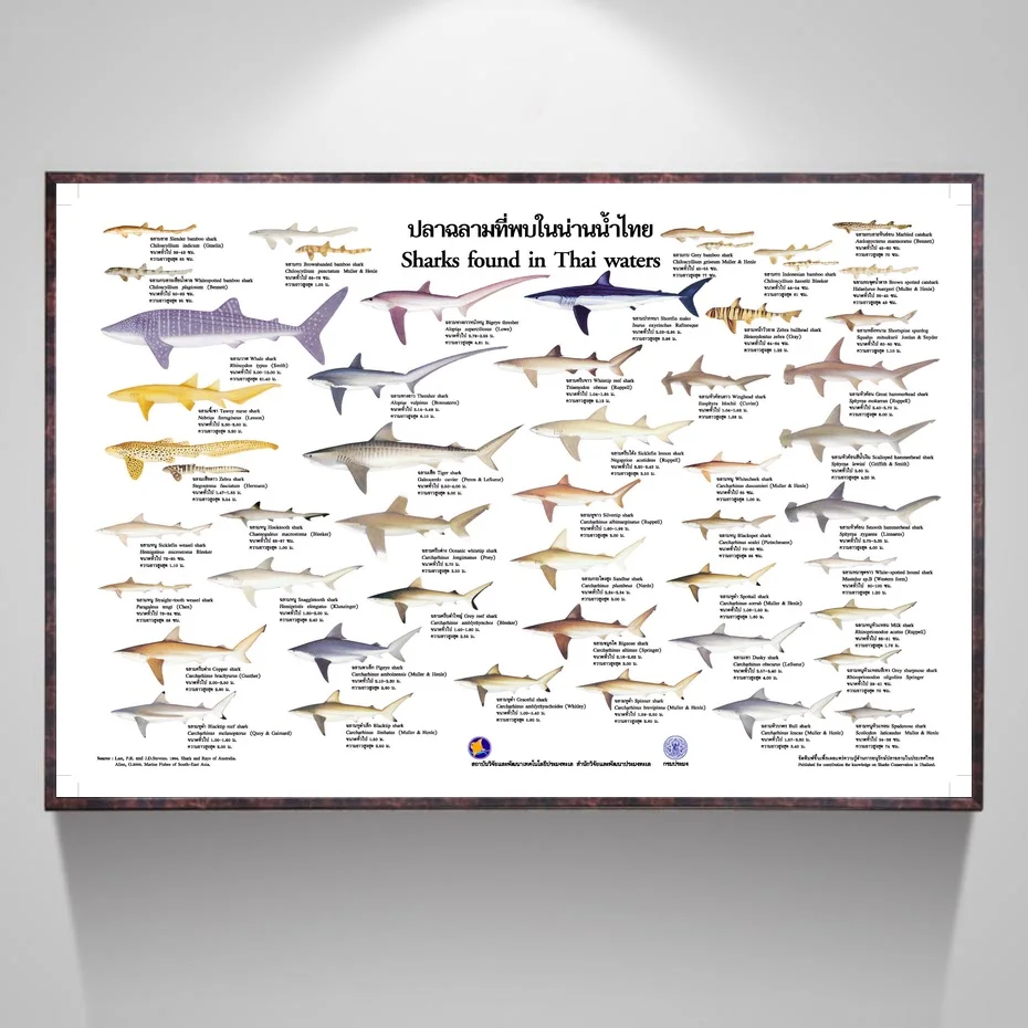 Types Of Sharks Chart Art Canvas Poster Home Decor Picture For Living Room in Painting Types Of Sharks Chart Art Canvas Poster Home Decor Picture For Living Room in Painting