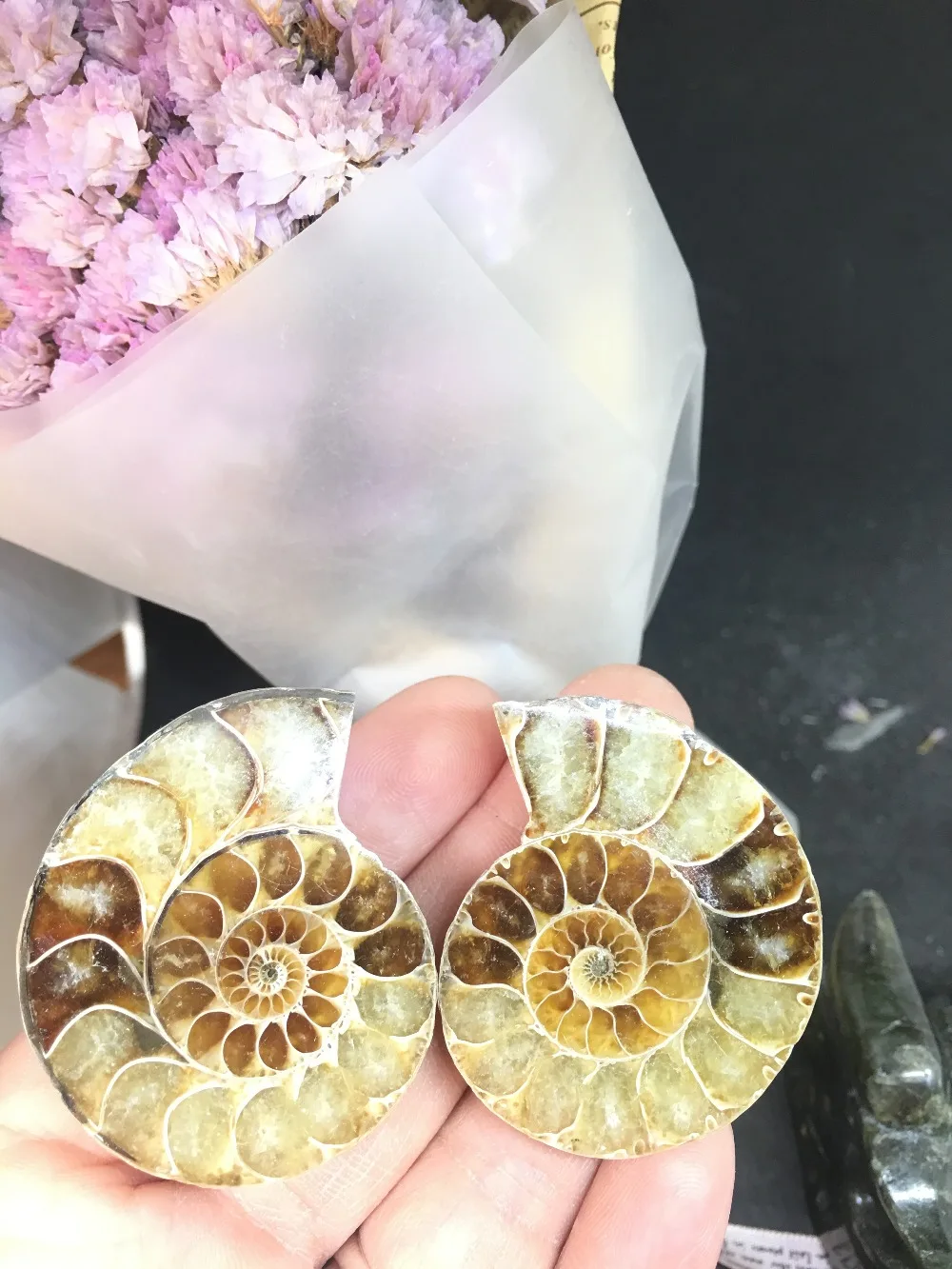 55g FOSSILIZED SNAIL AMMONITE MINERAL FROM MOROCCO|miner|miner ...