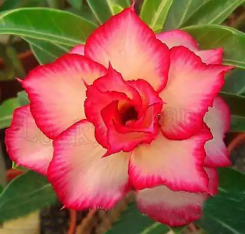 12to18inch Adenium Obesum rare Desert Rose Bonsai Succulent Balcony ...