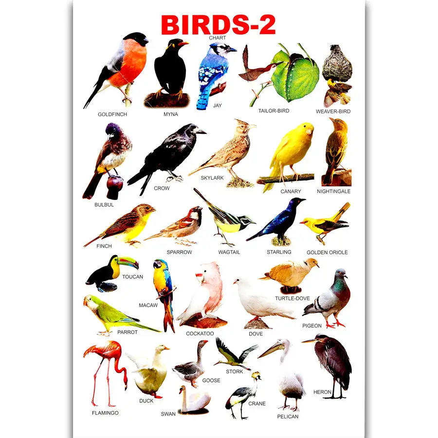 S329-Birds-Chart-Animal-Education-Kid-Room-Wall-Art-Painting-Print-On ...