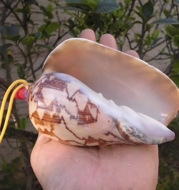 Large natural landscape of conch shells can whistle sounded. Conch ...