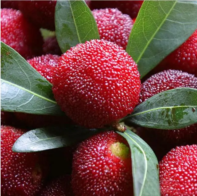 10PCS Myrica Rubra bonsais, Chinese Red Bayberry, Myrica rubra ...