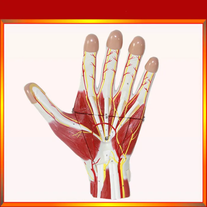 Vascular Anatomy Of The Hand