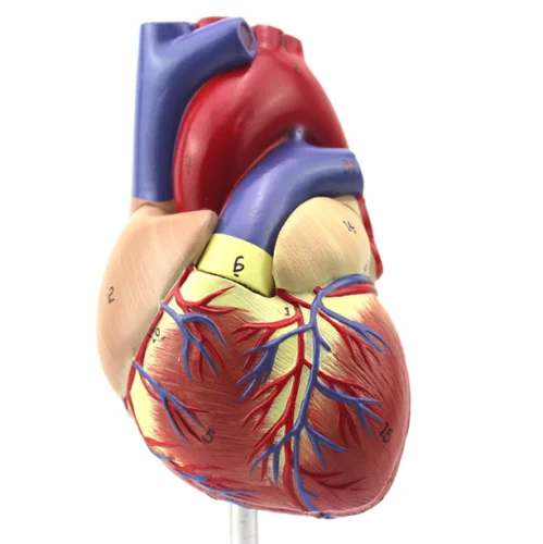 big-sale-Anatomical-Emulational-Heart-Anatomy-Viscera-Medical-model-1-1 ...
