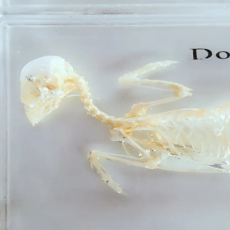True Dove Skeleton Embedded Specimen Transparent Resin Bird Skeleton ...