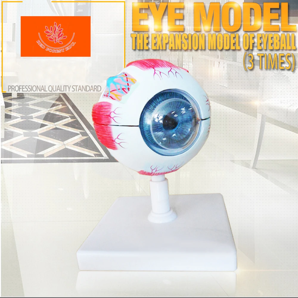 Anatomy factory price quality biological Anatomical human eyeball model ...