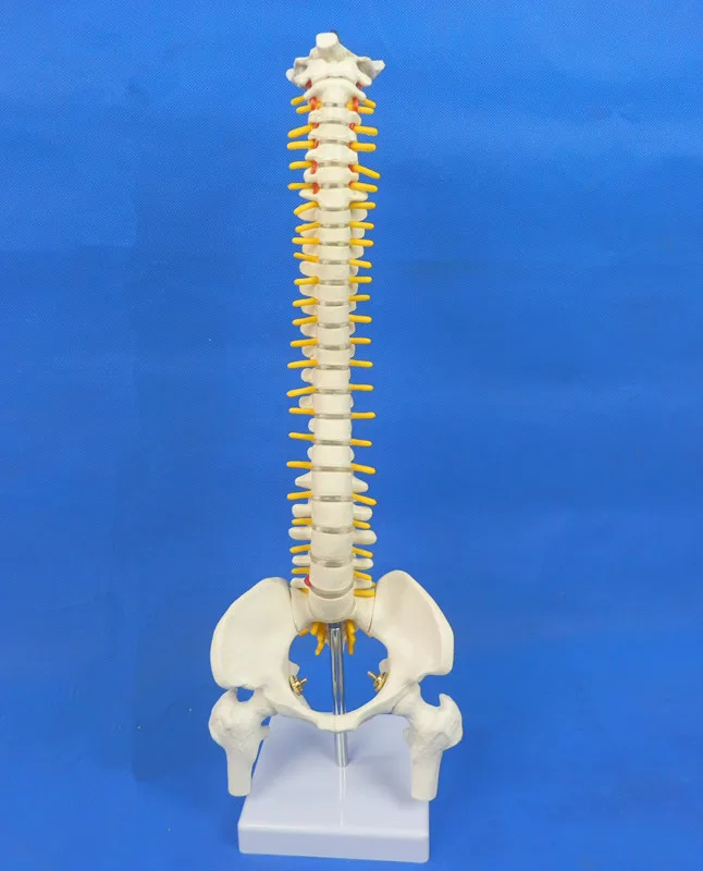 1:2 life size 45cm sitting posture model human anatomy skeleton dental ...