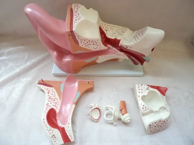 ear Anatomical model enlarged 5X human ear model with 6 parts|ear ...