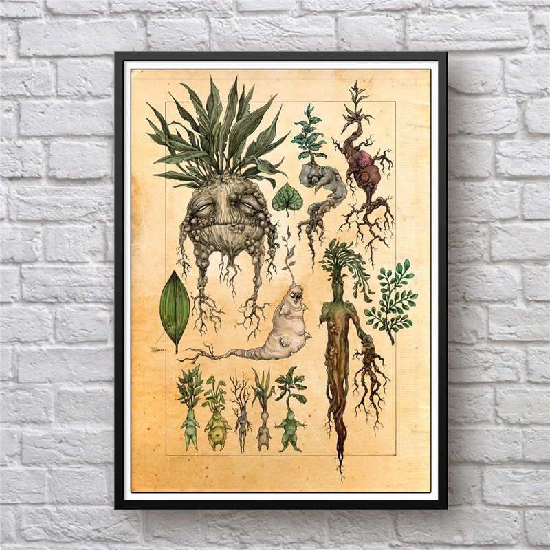 Mandrake Plant Pictures | Canvas Wall Picture | Canvas Room Decor ...