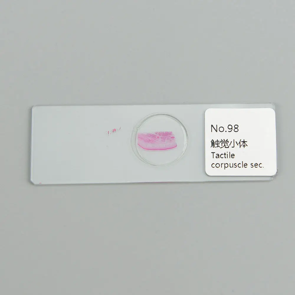Human Tissue Sections Histology Prepared Specimen Microscope Laboratory ...