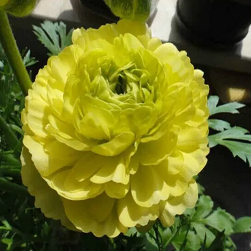 Multi-Color Ranunculus Asiaticus Flower Seeds, 100pcs/pack ...