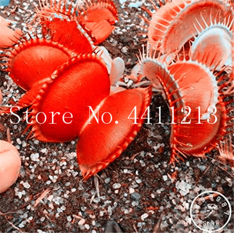 Big Promotion Potted Insectivorous Plant Mul-color Dionaea Muscipula ...
