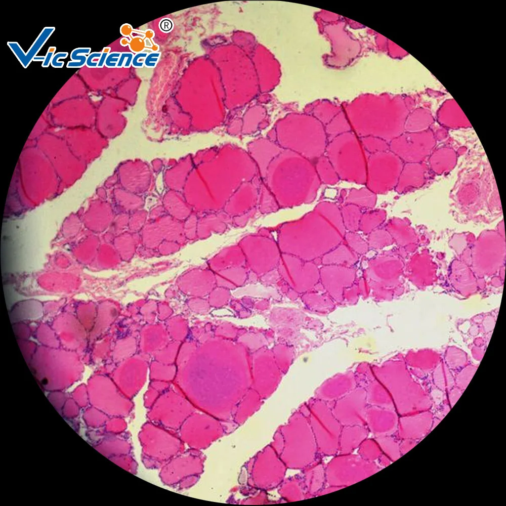 Trachea Slide Microscope