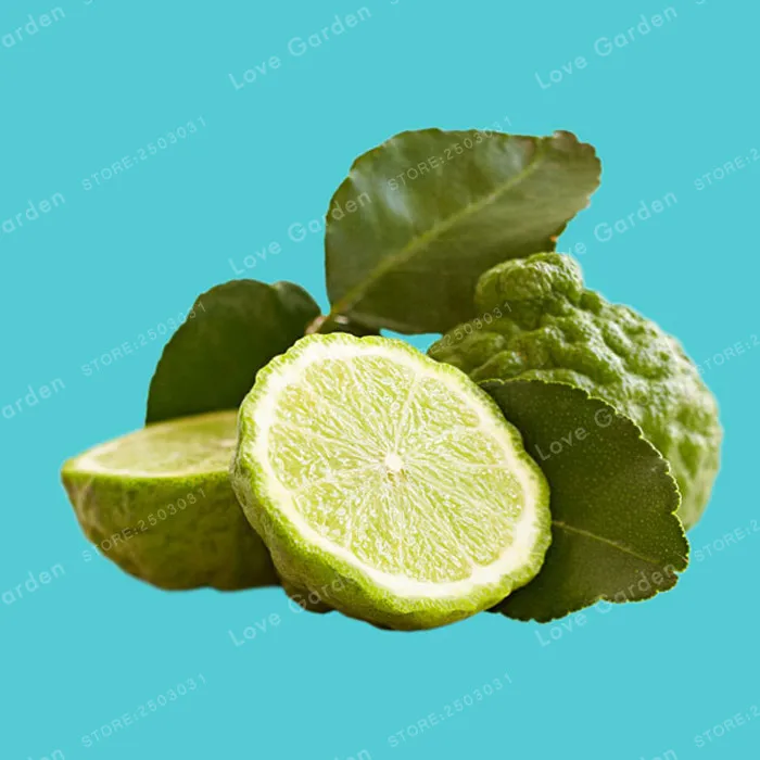 Key Lime Bonsai, Delicious Potted Organic Fruit plant,(Citrus ...