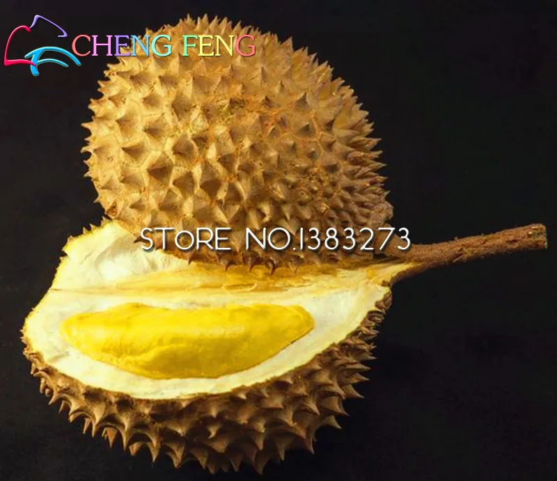 10pcs Durian Seeds - Best Seeds Online | Free Shipping Worldwide ...