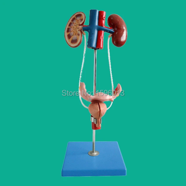 Human-Female-Urinary-System-Model-Female-Urinary-Organ-System-Model.jpg