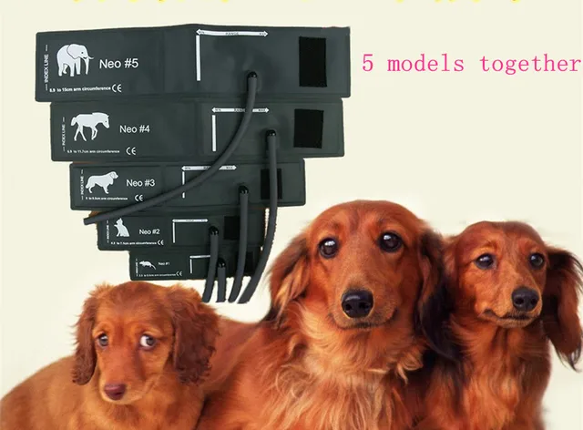 High Blood Pressure Animals