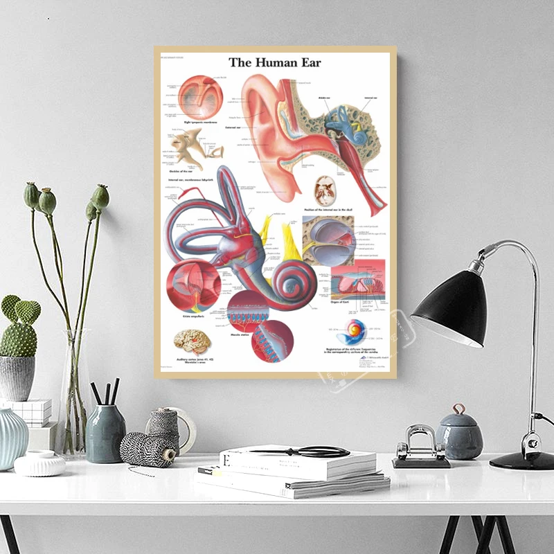Anatomy Pathology Anatomical Poster Human Ear Chart Classic Canvas ...