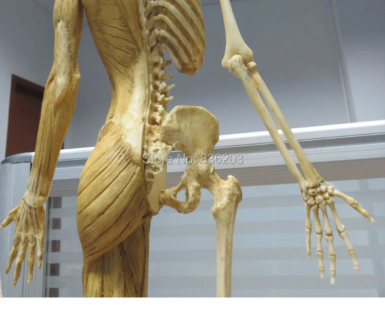 60CM Human resin skull skeleton anatomical model for denture teeth ...