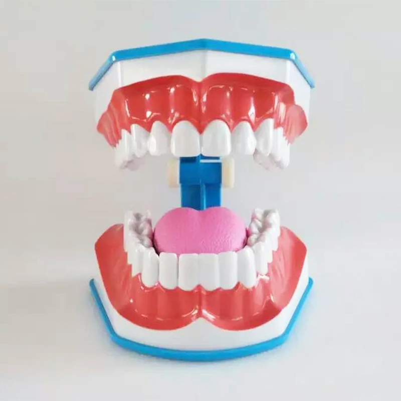Teeth-Brushing-Model-with-tongue-for-Children-Dentist-student-learning ...