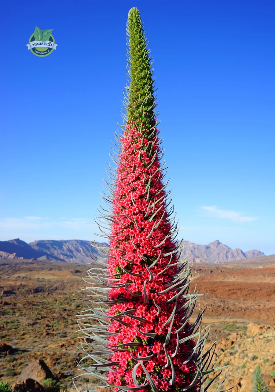 100 RARE GIANT ECHIUM SEEDS! MIXED BOLD COLORS! Free Shipping.-in ...